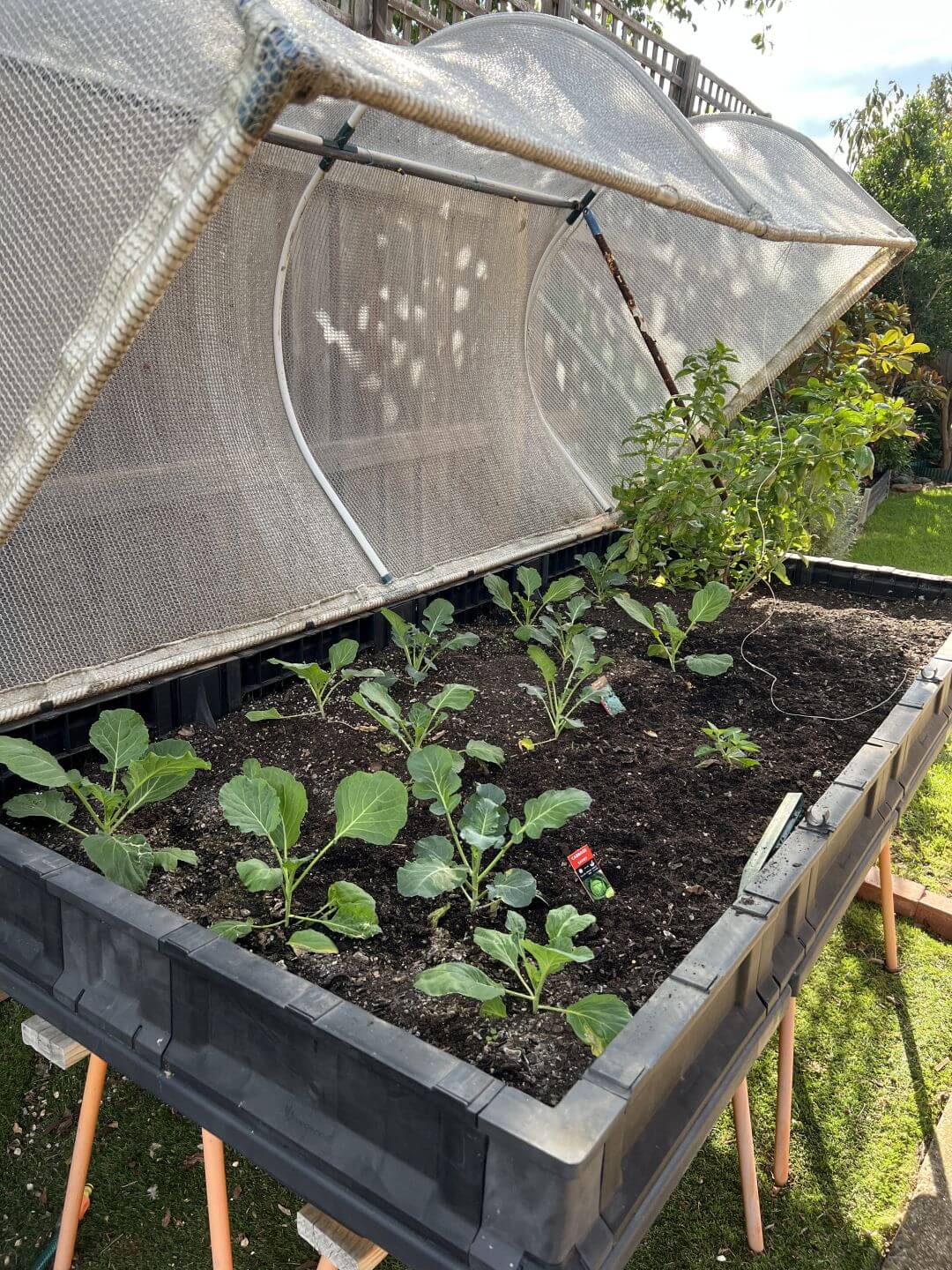 What's Growing this Summer? - The ThermoCouple